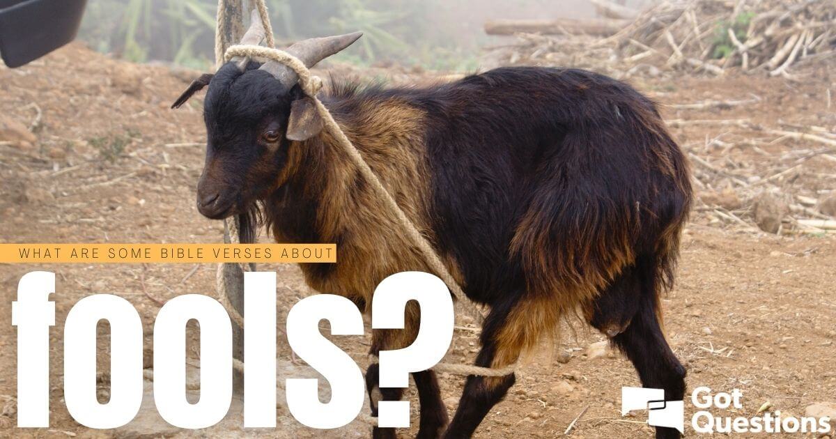 What are some Bible verses about fools? | GotQuestions.org